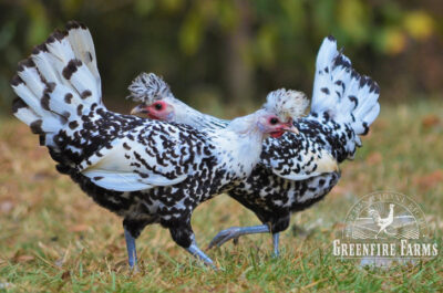 Appenzeller Spitzhauben Chickens - Breed Profile - Backyard Poultry